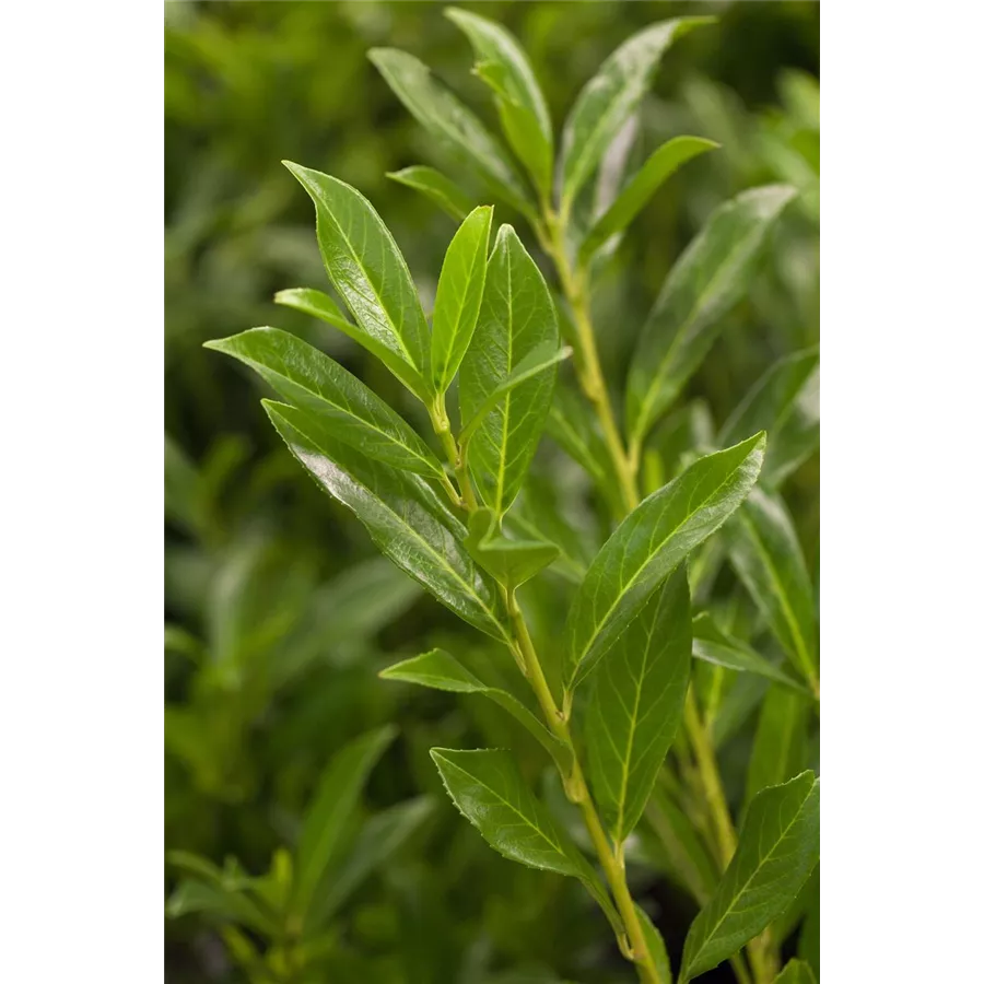 Prunus lauroc.'Caucasica' , Kaukasische Lorbeerkirsche 'Caucasica ...